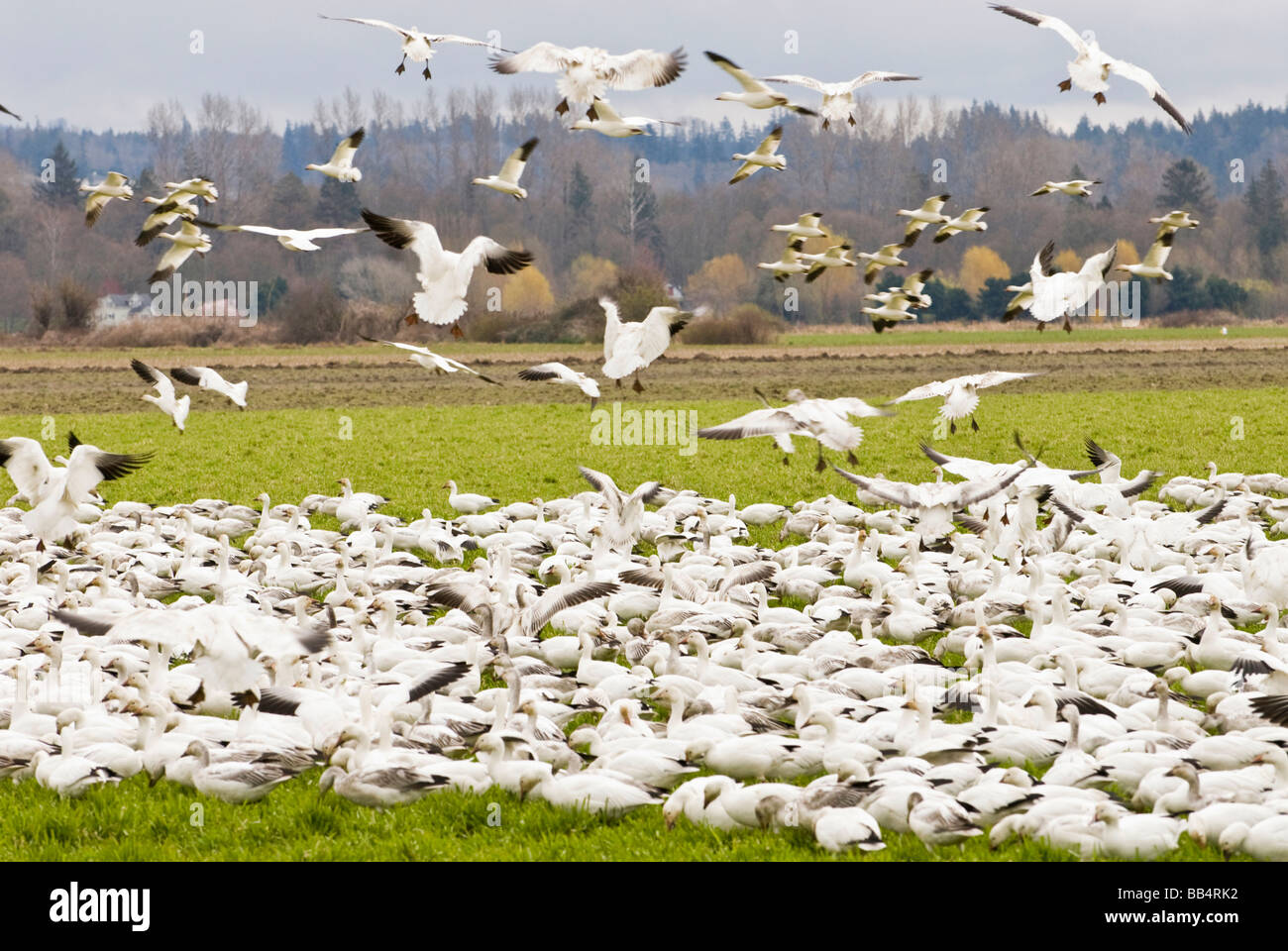 Skagit river delta hi-res stock photography and images - Alamy