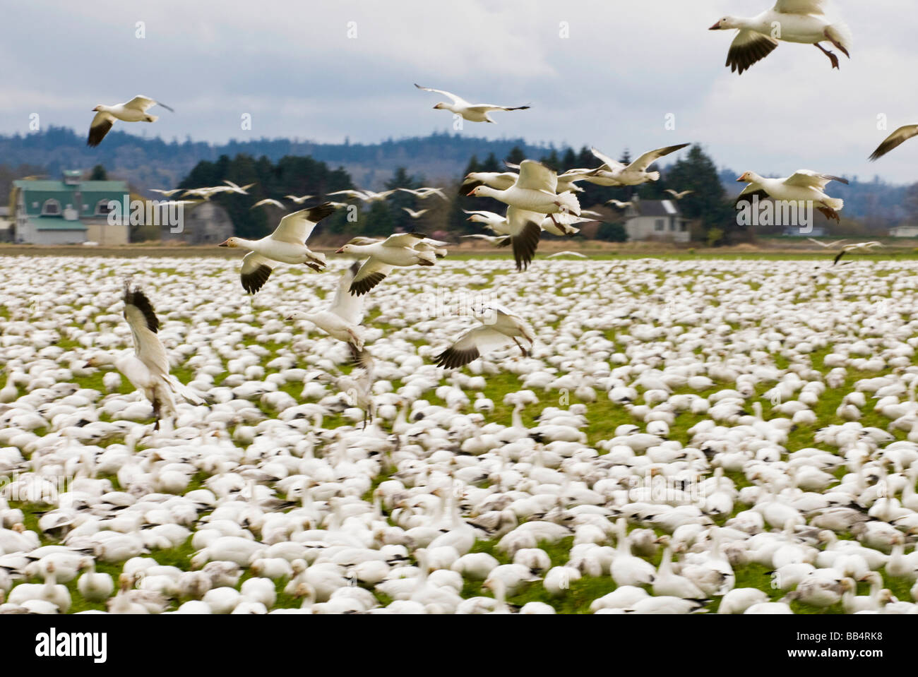 Skagit river delta hi-res stock photography and images - Alamy