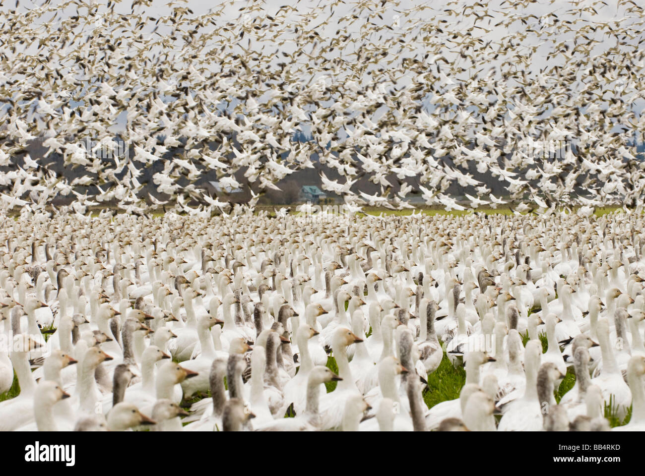 Skagit river delta hi-res stock photography and images - Alamy