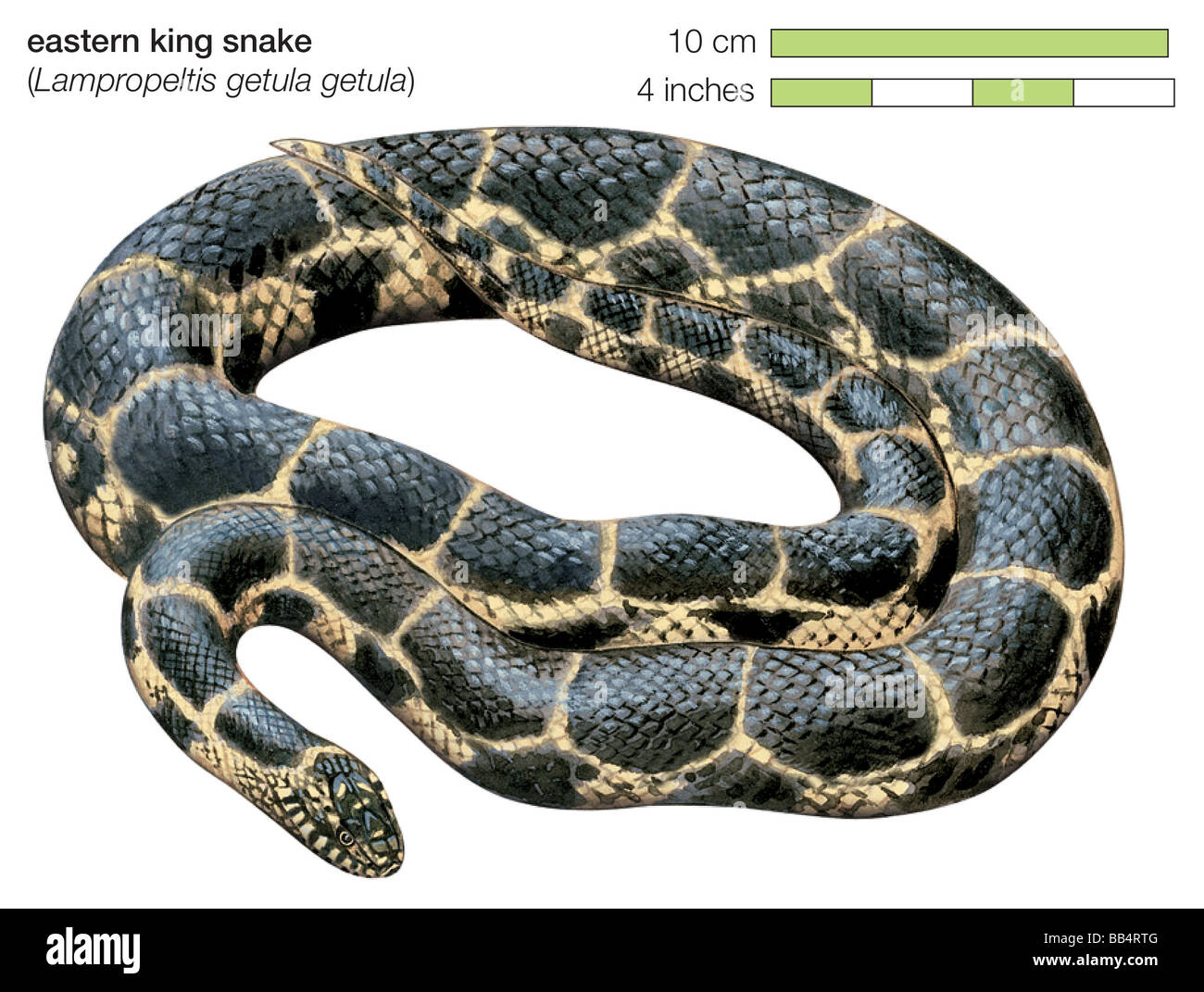 Eastern king snake (Lampropeltis getula getula Stock Photo - Alamy