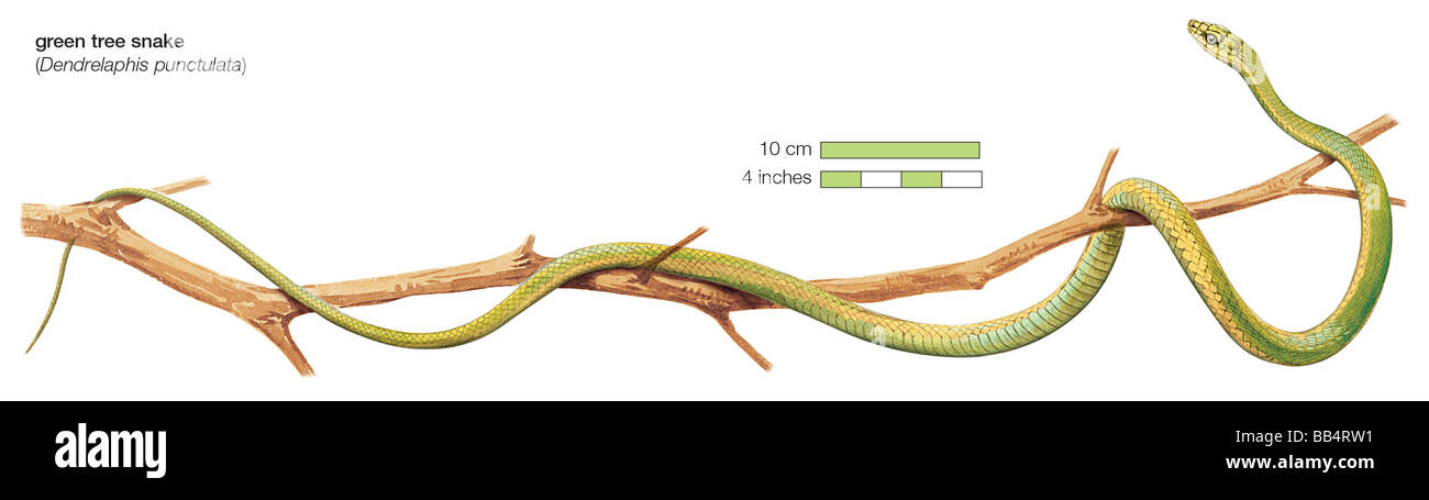 Australian tree snake hi-res stock photography and images - Alamy