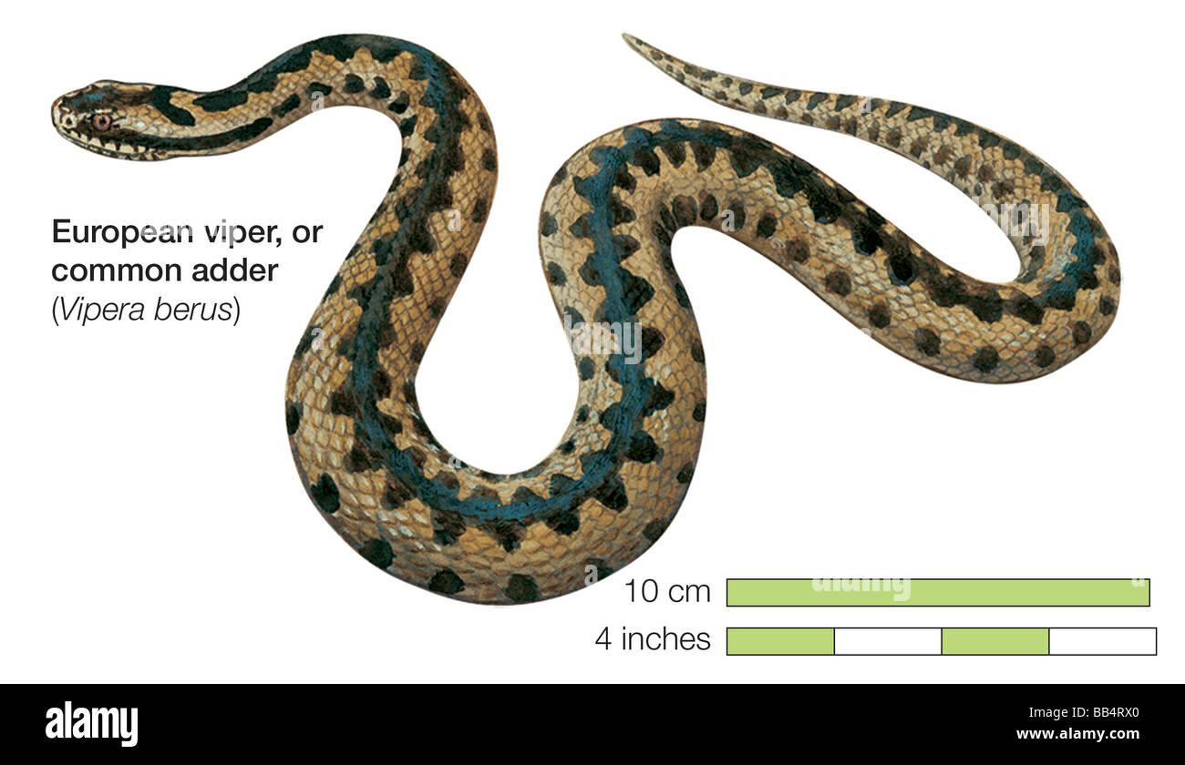 Serpent hi-res stock photography and images - Alamy