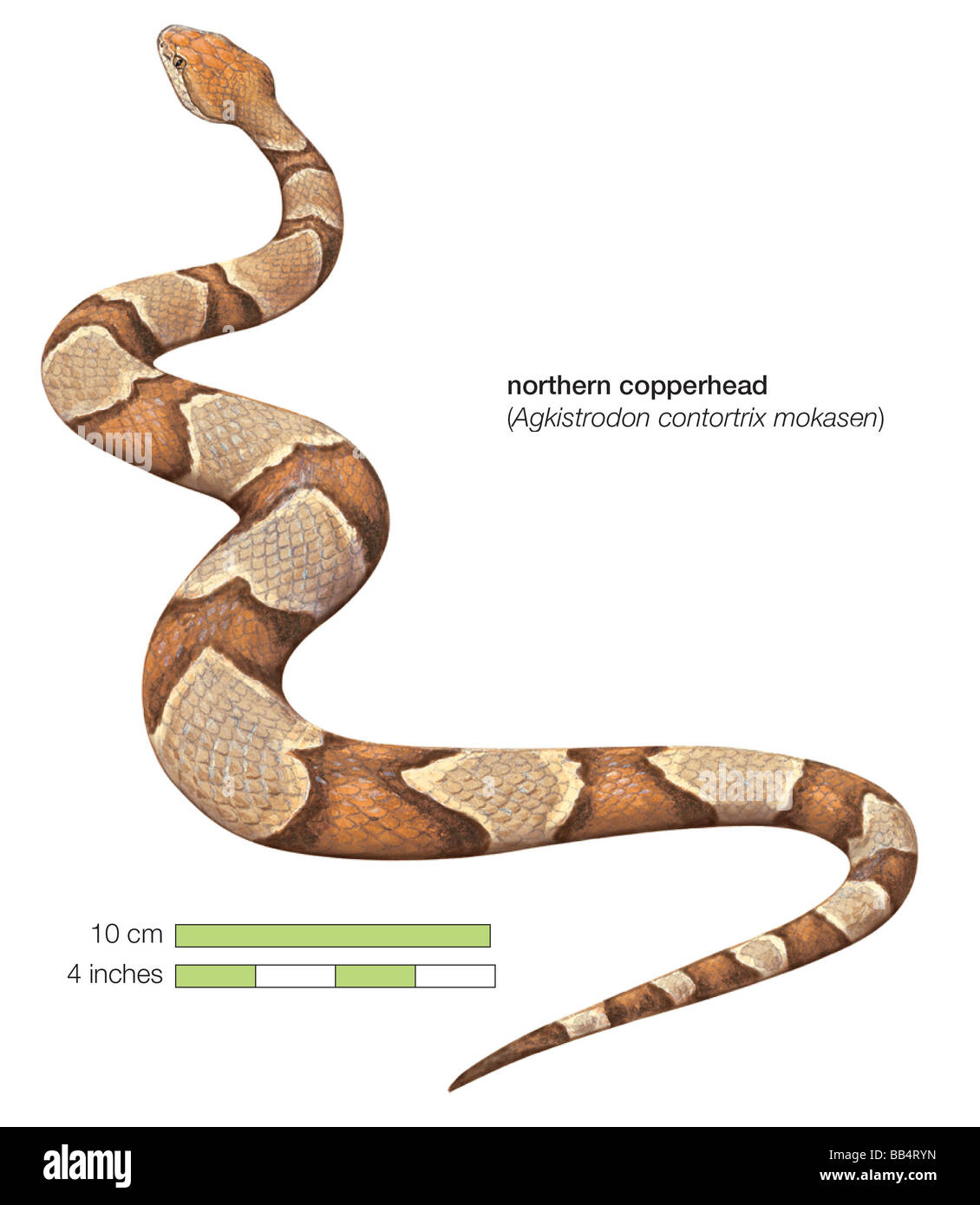 Agkistrodon hi-res stock photography and images - Alamy