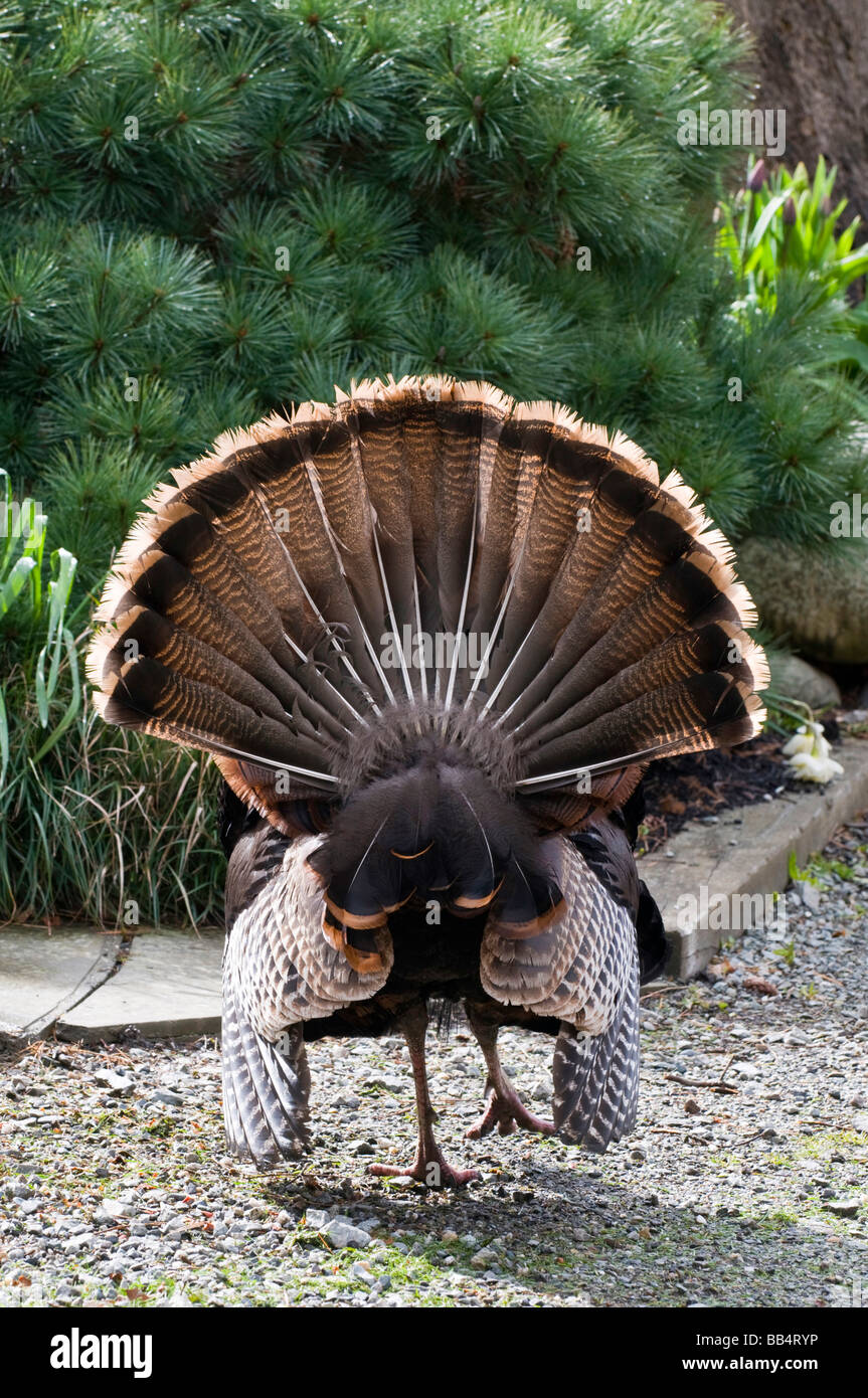 Male turkey in mating display hi-res stock photography and images - Alamy