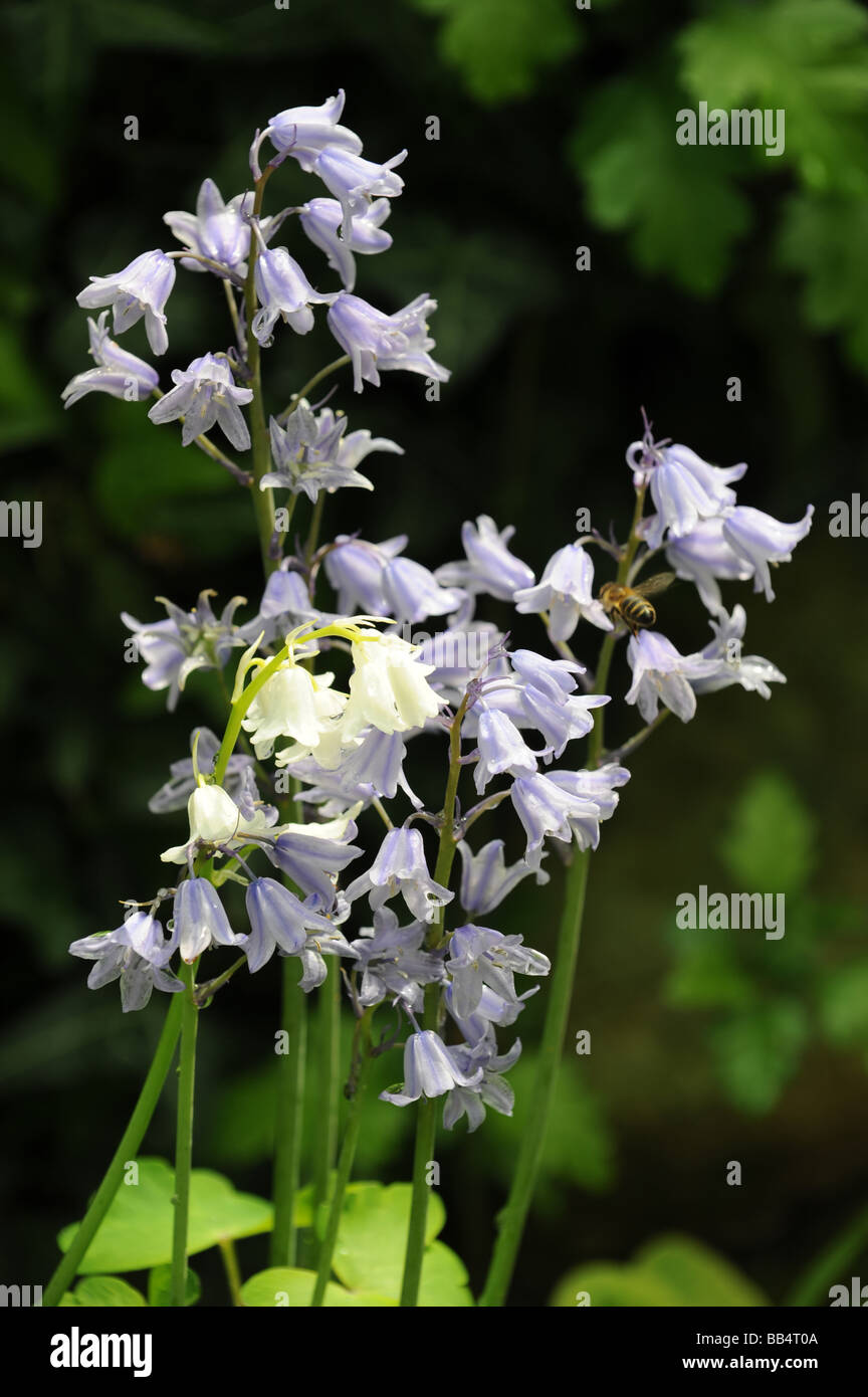 Whitebell hi-res stock photography and images - Alamy