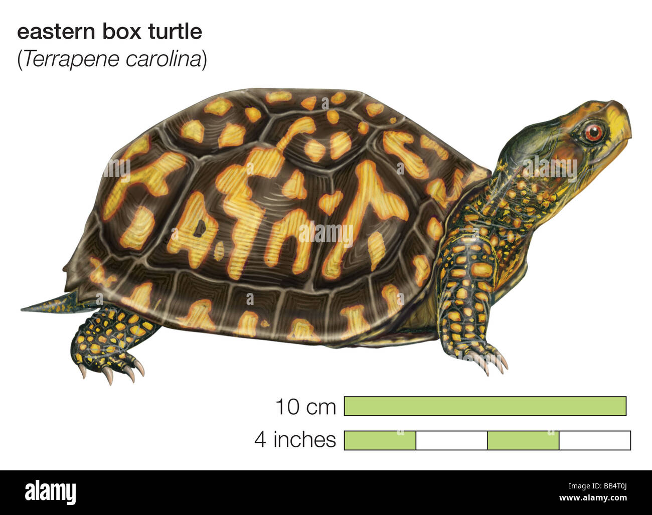 Eastern box turtle (Terrapene carolina Stock Photo - Alamy