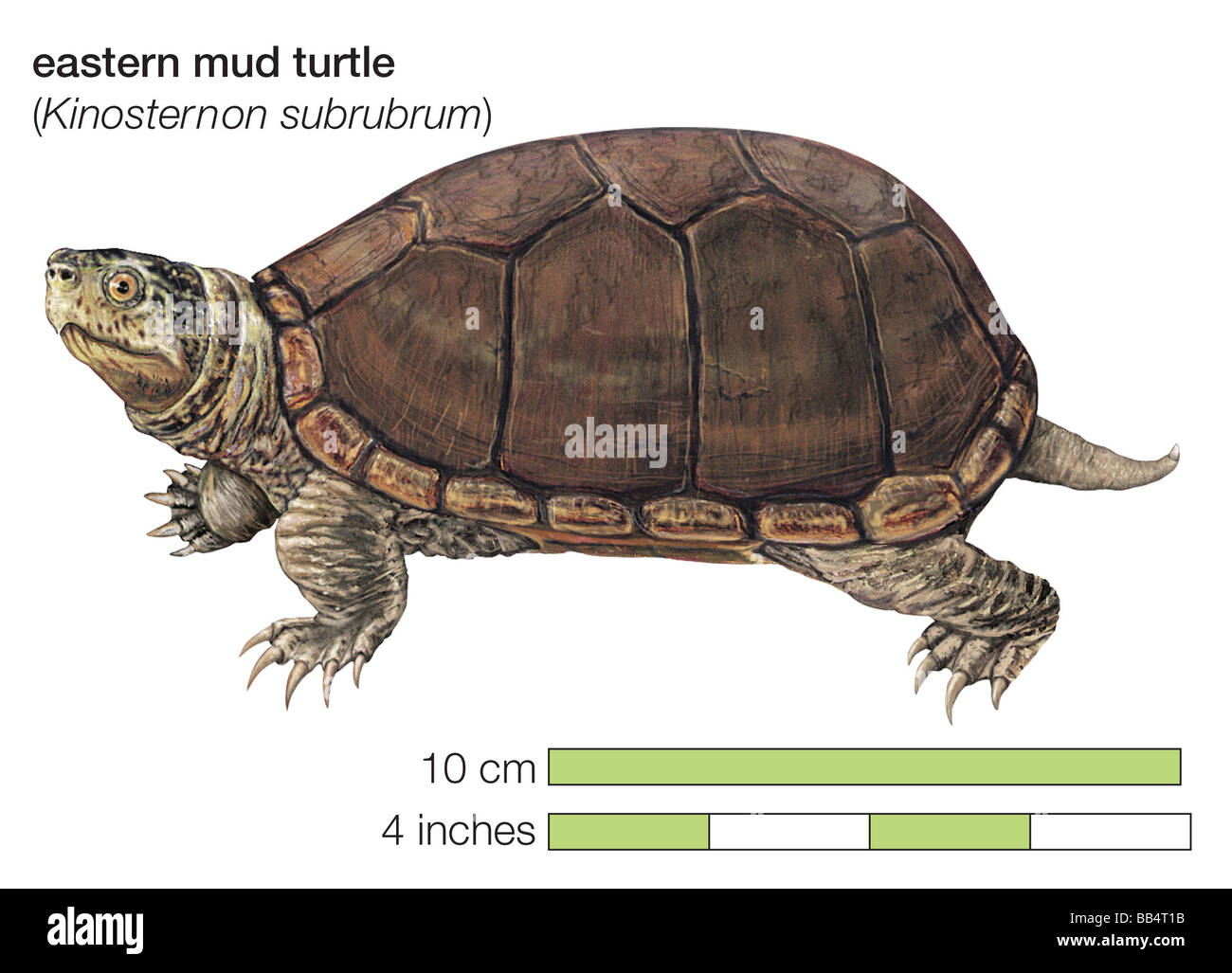 Eastern mud turtle (Kinosternon subrubrum Stock Photo - Alamy