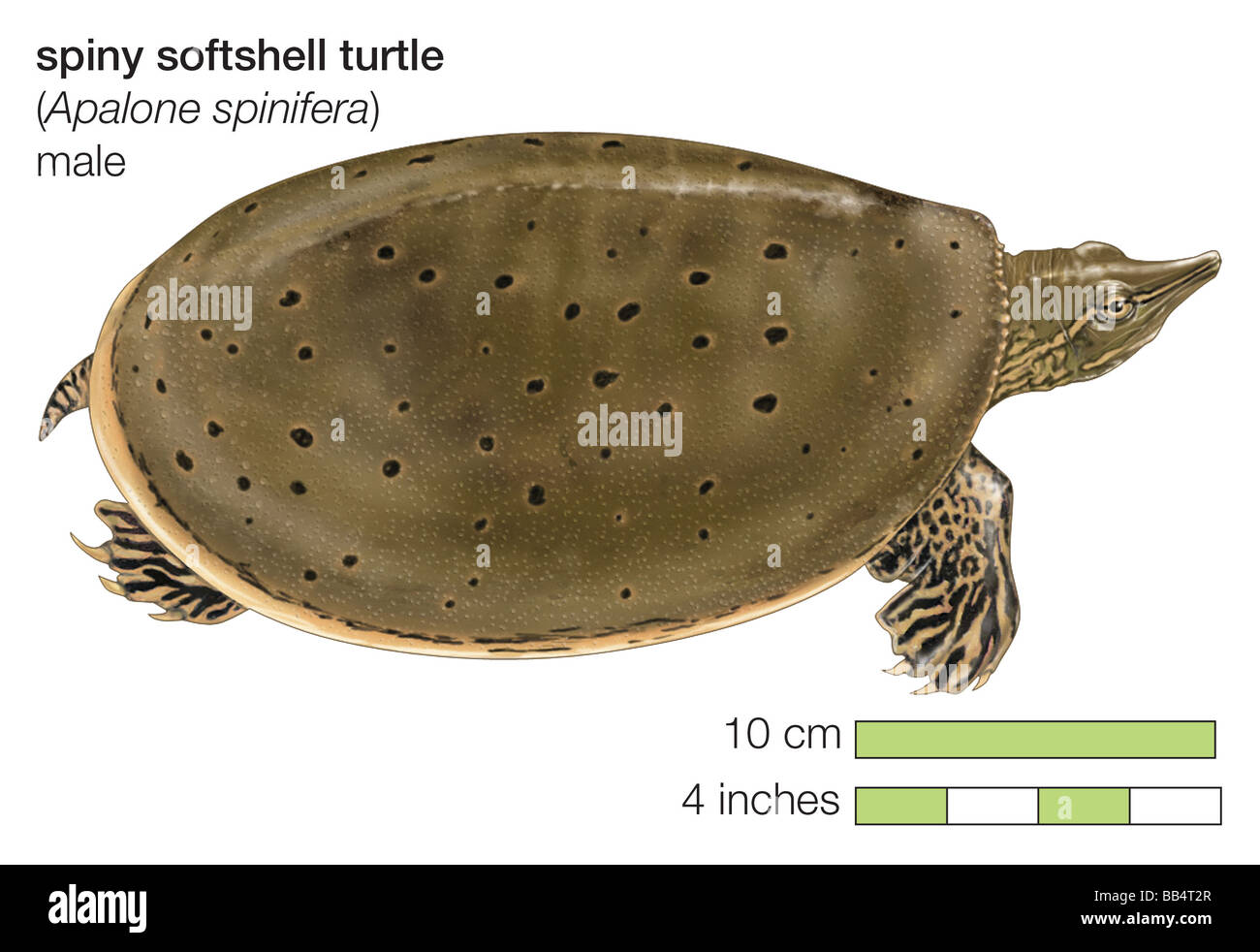 Spiny softshell turtle (Apalone spinifera Stock Photo - Alamy