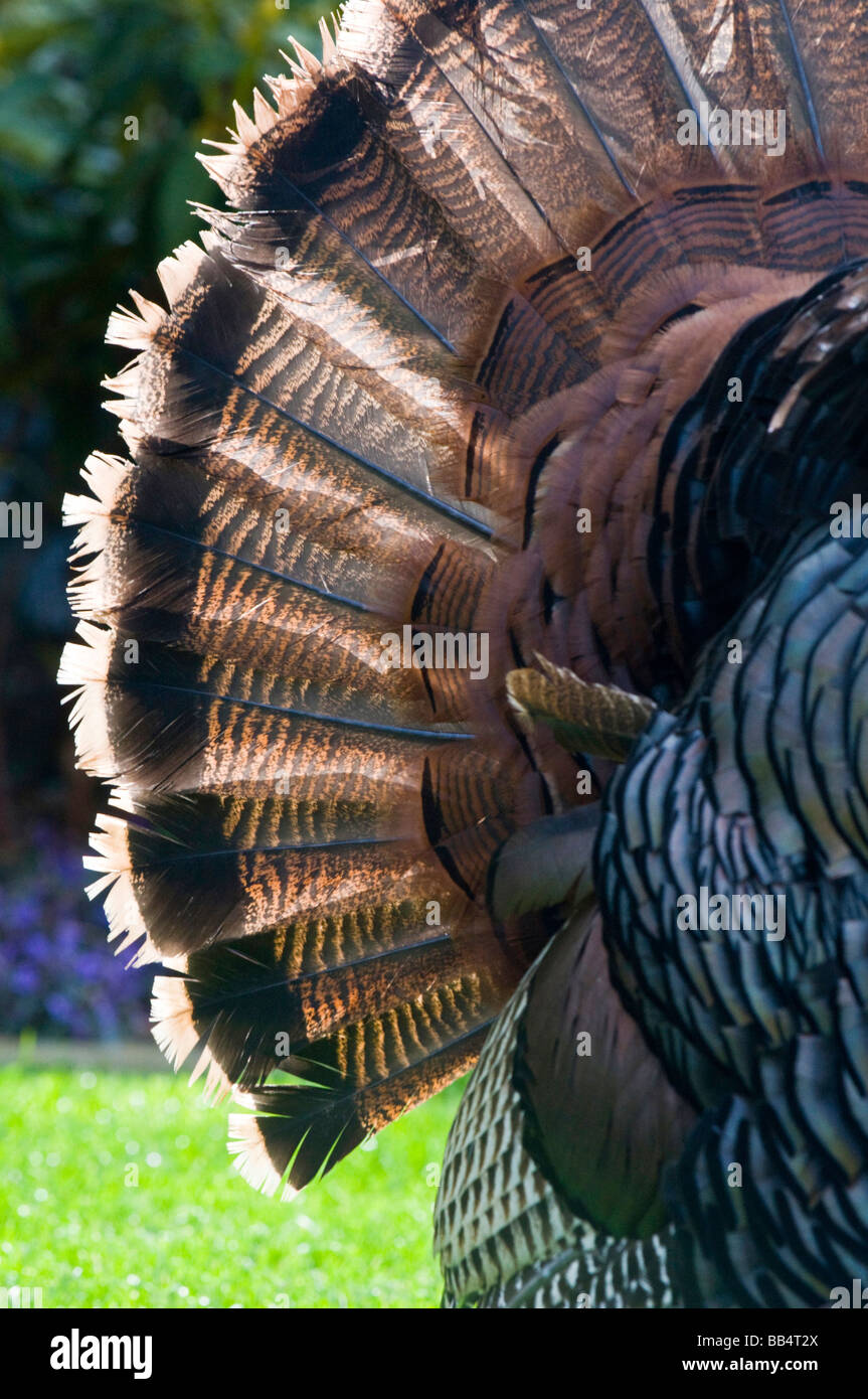 Mascots detail hi-res stock photography and images - Alamy