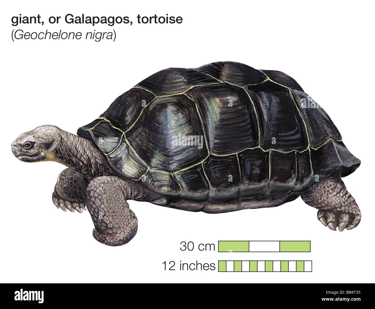 Giant Tortoise Drawing