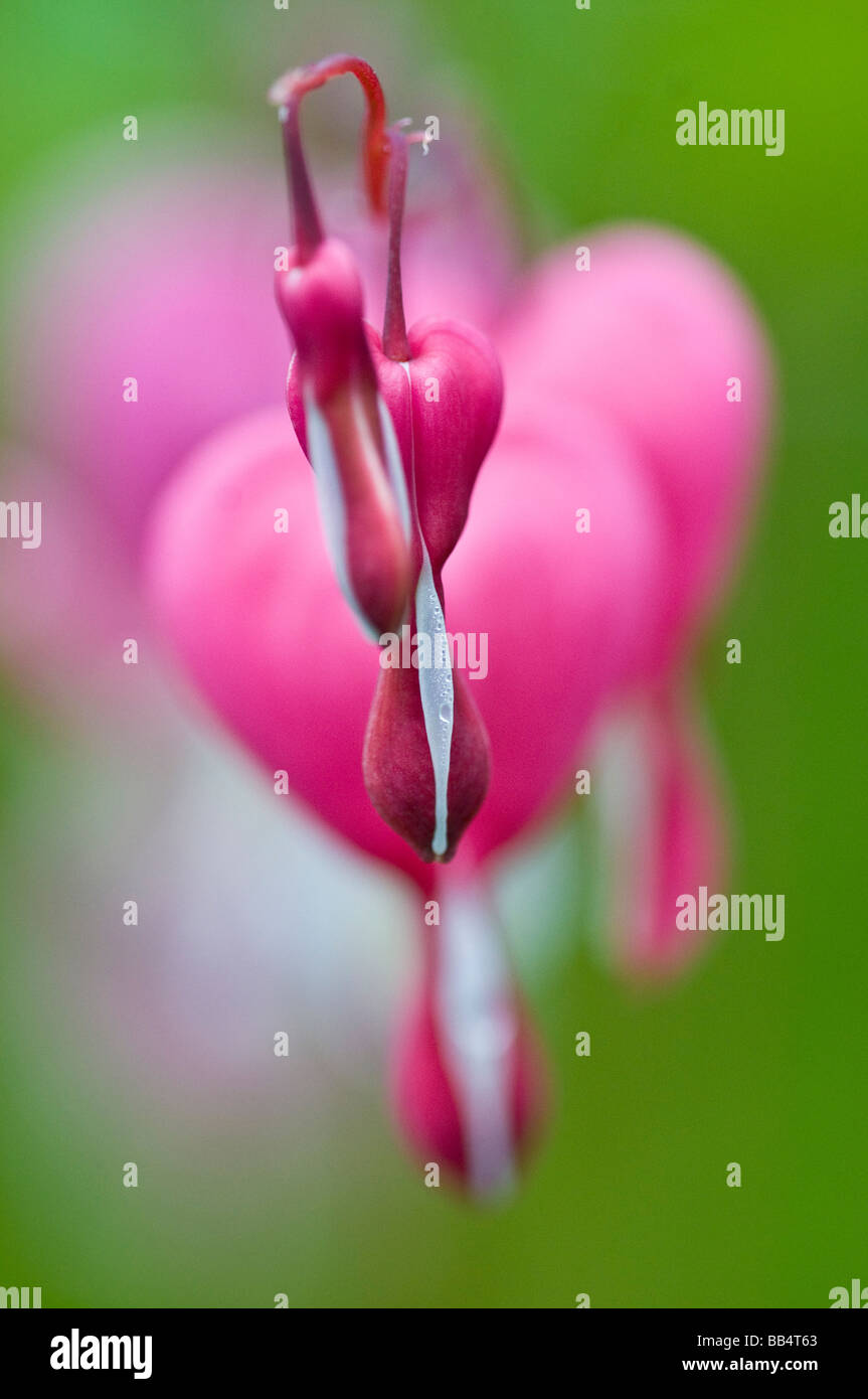 Dramatic color and shape of bleeding heart flowers Stock Photo - Alamy