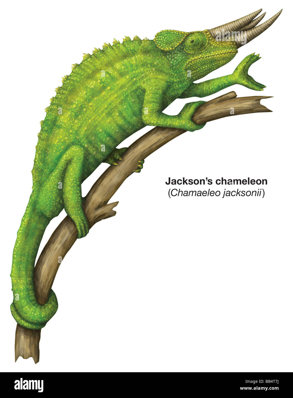 Jackson Chameleon Silhouette