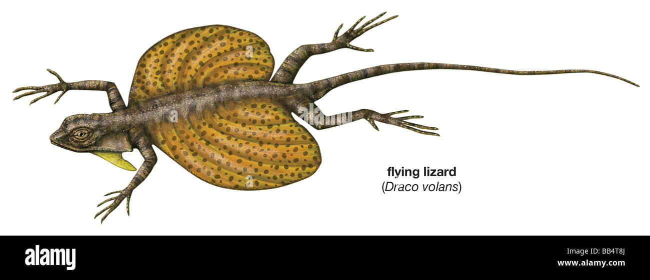Flying Dragon Lizard