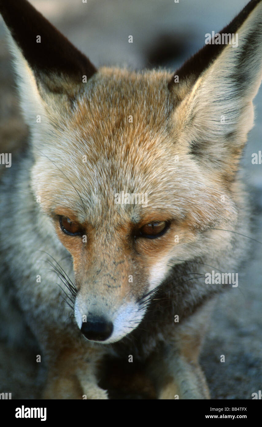 Fennecus zerda sinai hi-res stock photography and images - Alamy
