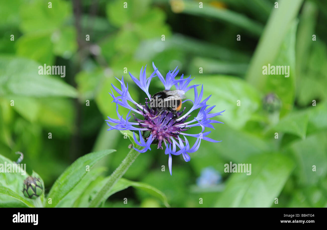 Blue Centaurea in flower with a bee taking its pollen Stock Photo - Alamy