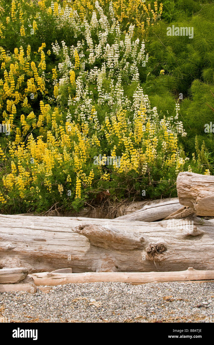 USA, WA, Camano Island. Yellow Bush Lupine is native to California ...