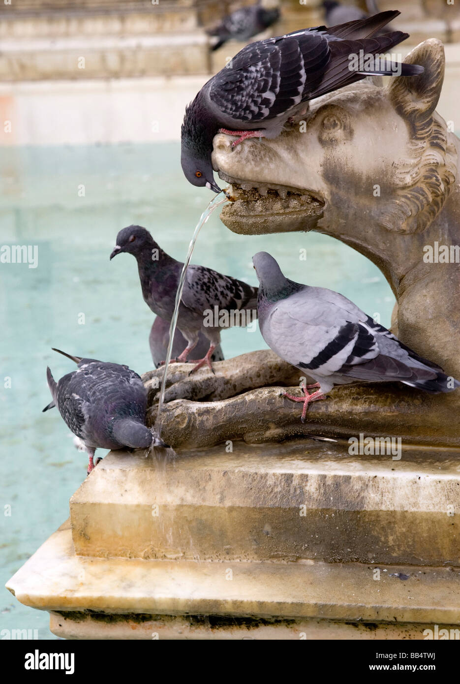 Europe, Italy,Tuscany, Sienna. Birds drink from the mouth of a wolf ...
