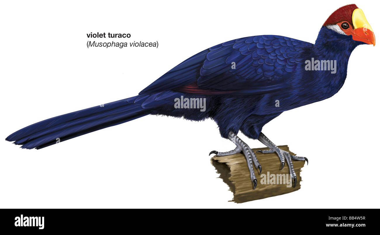 Violet turaco (Musophaga violacea Stock Photo - Alamy