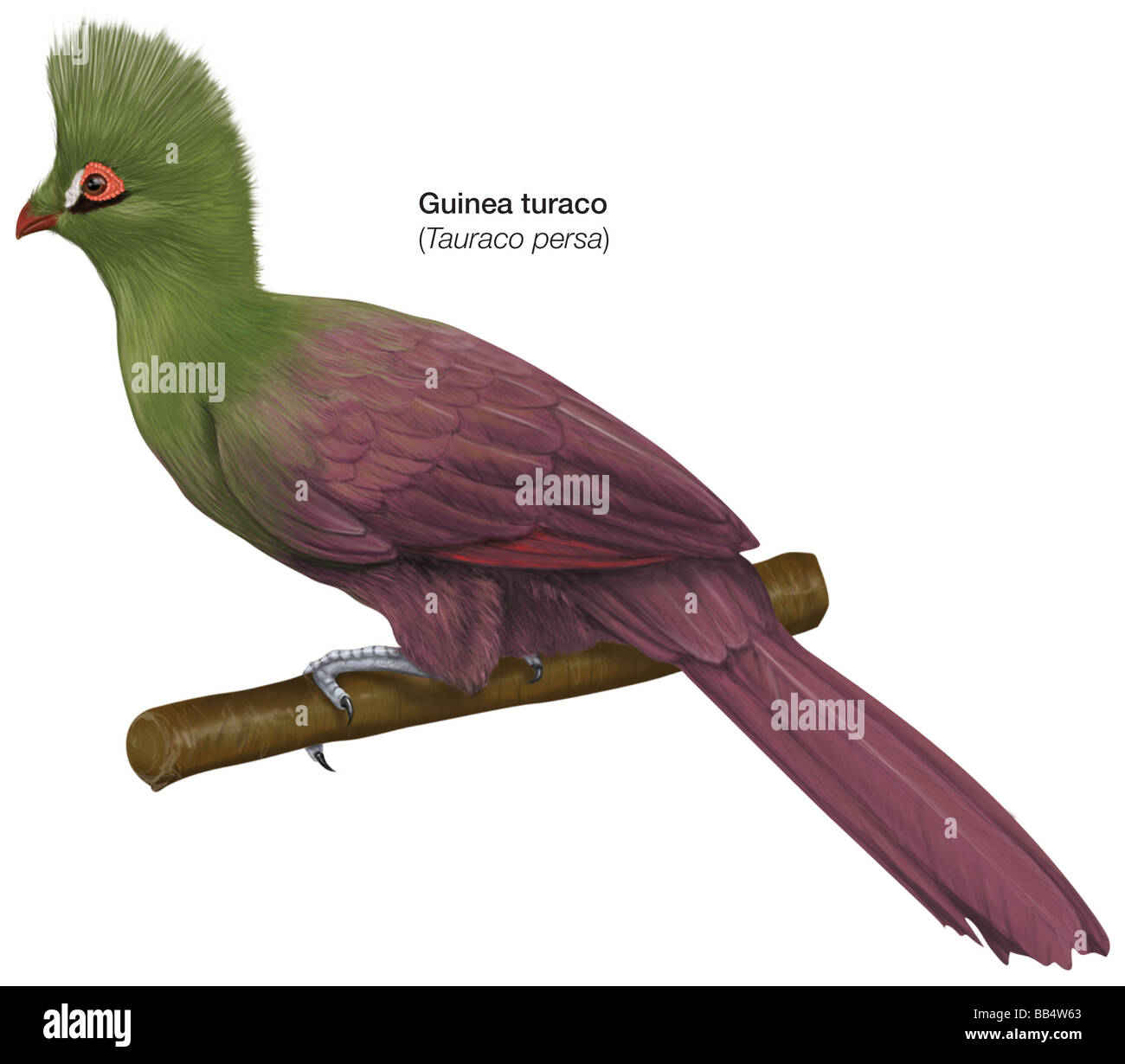 Guinea turaco (Tauraco persa Stock Photo - Alamy
