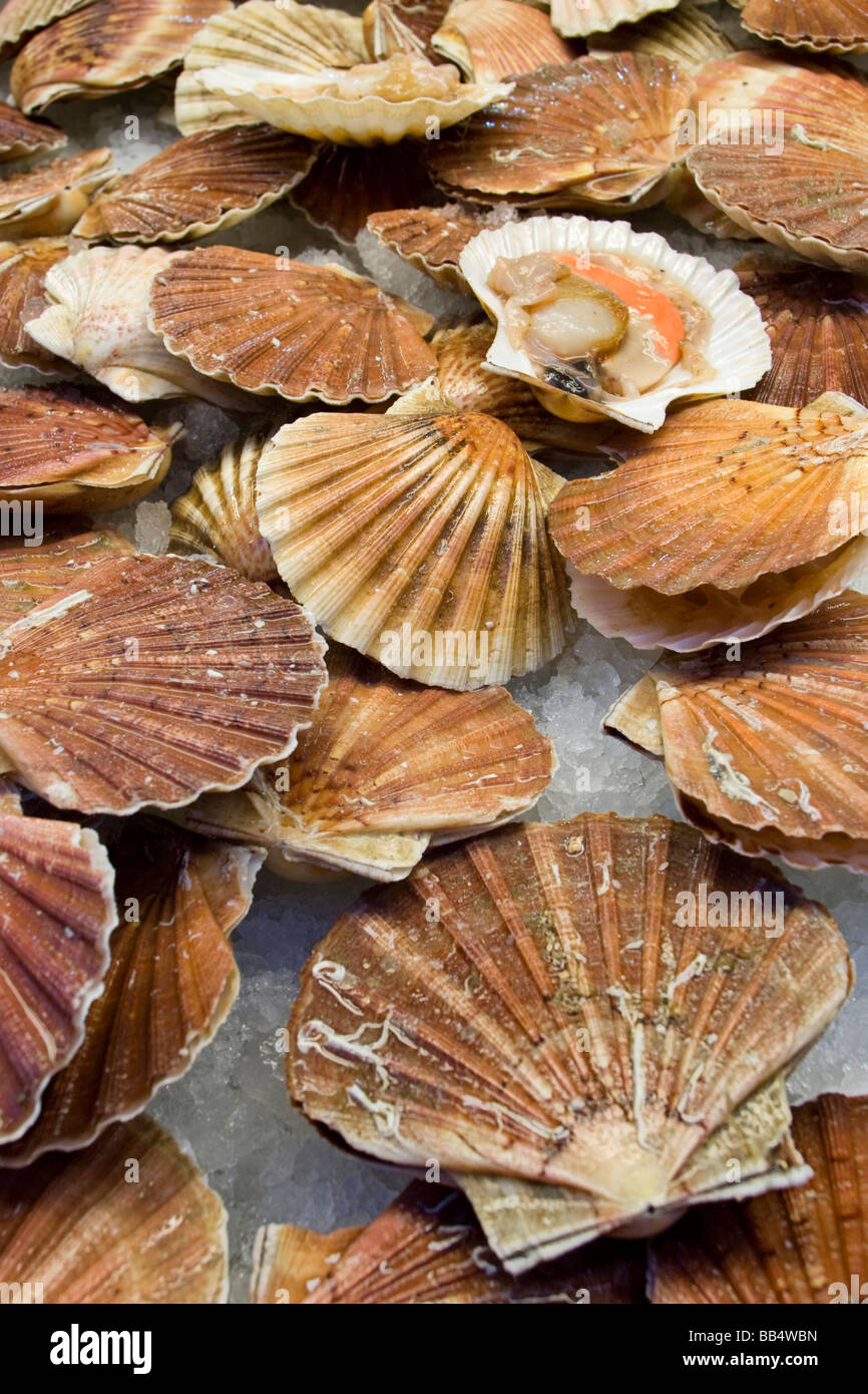 Europe, Italy, Venice. Display of fresh scallops for sale at a fish ...