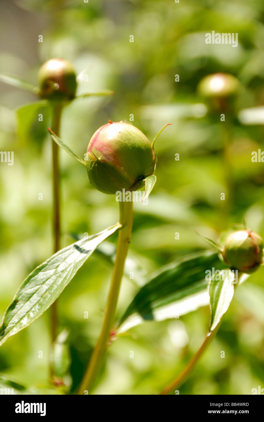 Buds peony hi-res stock photography and images - Alamy
