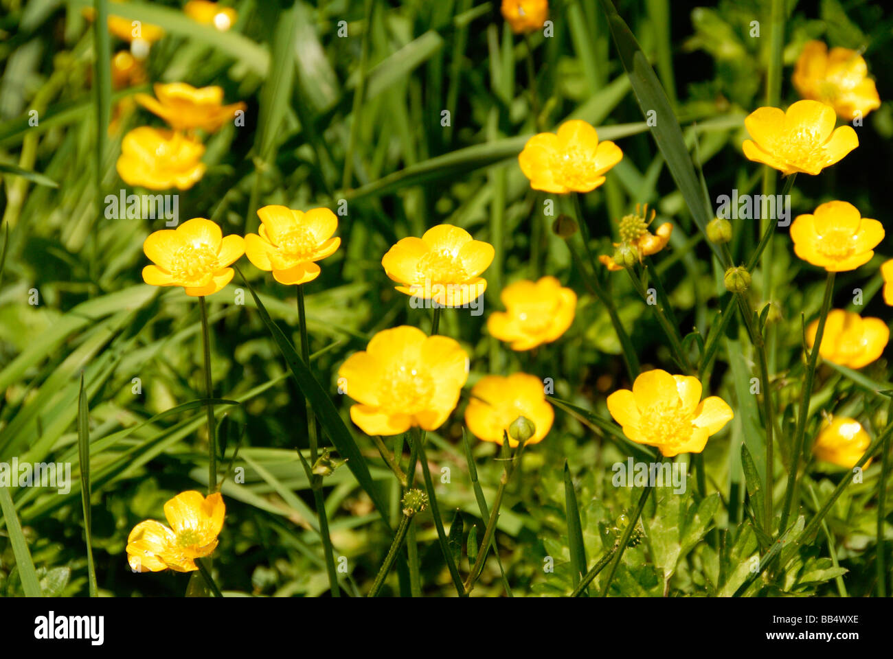 small yellow flower buttercup Stock Photo - Alamy