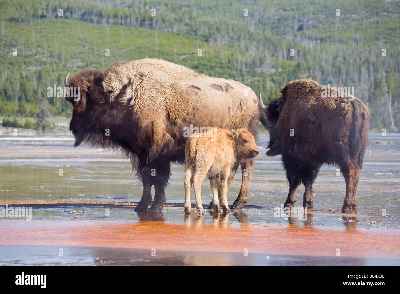 WY, Yellowstone National Park, Bison calf, mother, and yearling, at ...