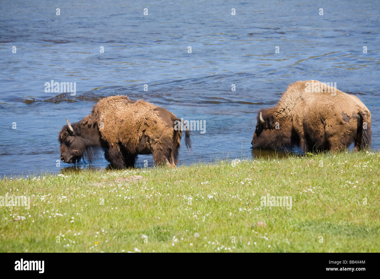 Bison Drinking River High Resolution Stock Photography and Images - Alamy