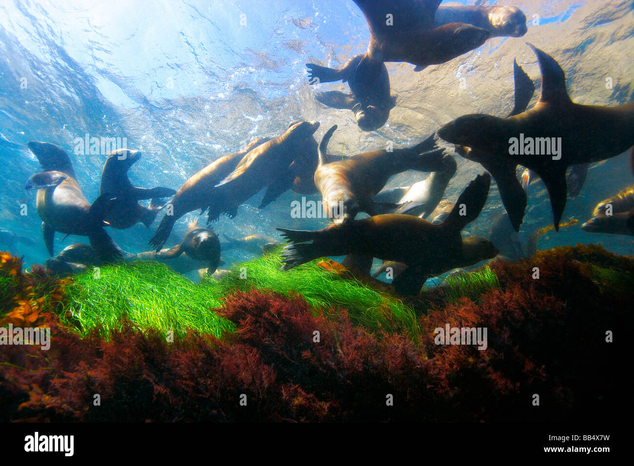 Santa Barbara Seals Underwater Group Of Young California Sea Lions