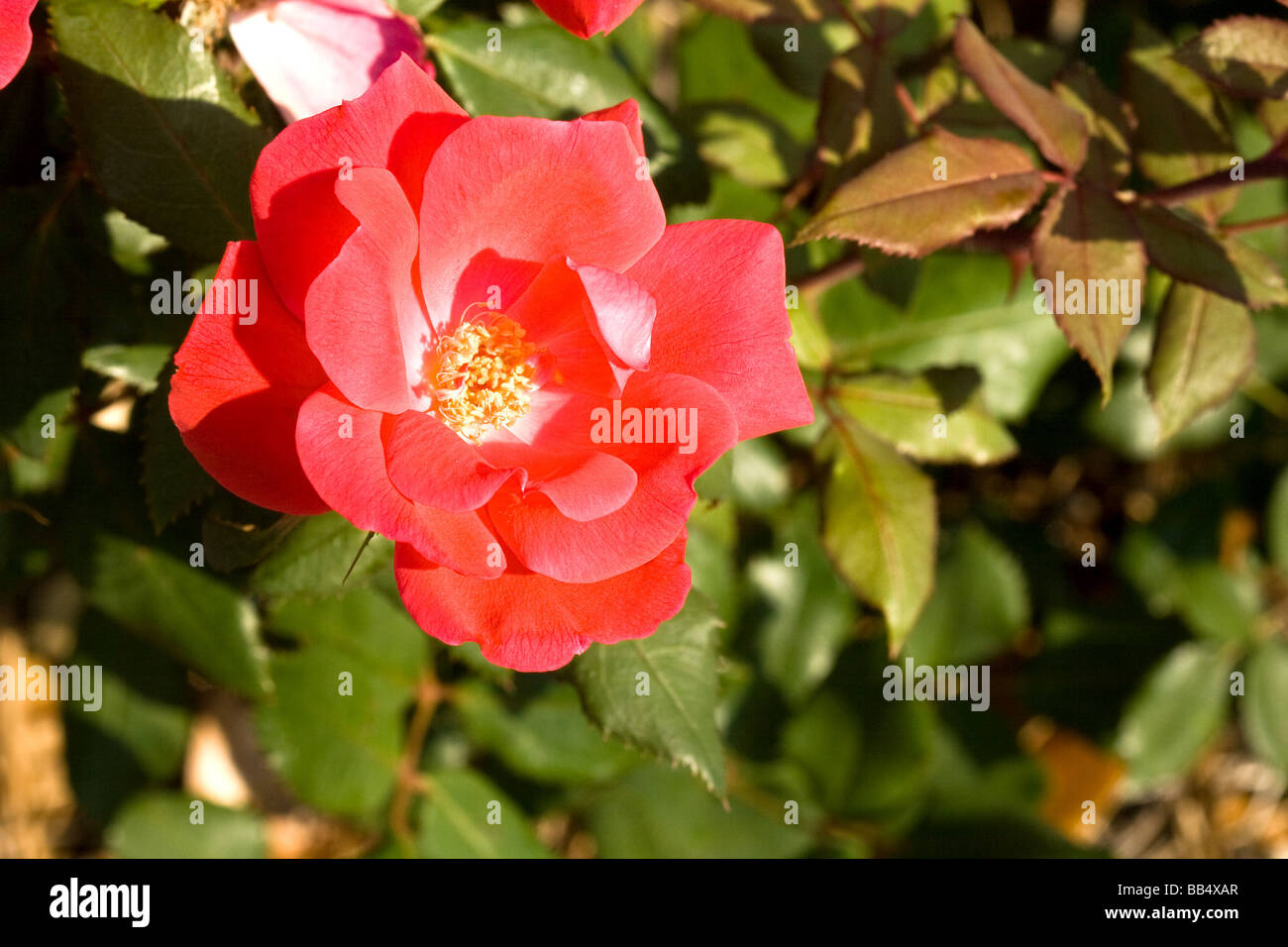 A red bloom on a hardy small shrub rose bush Stock Photo - Alamy
