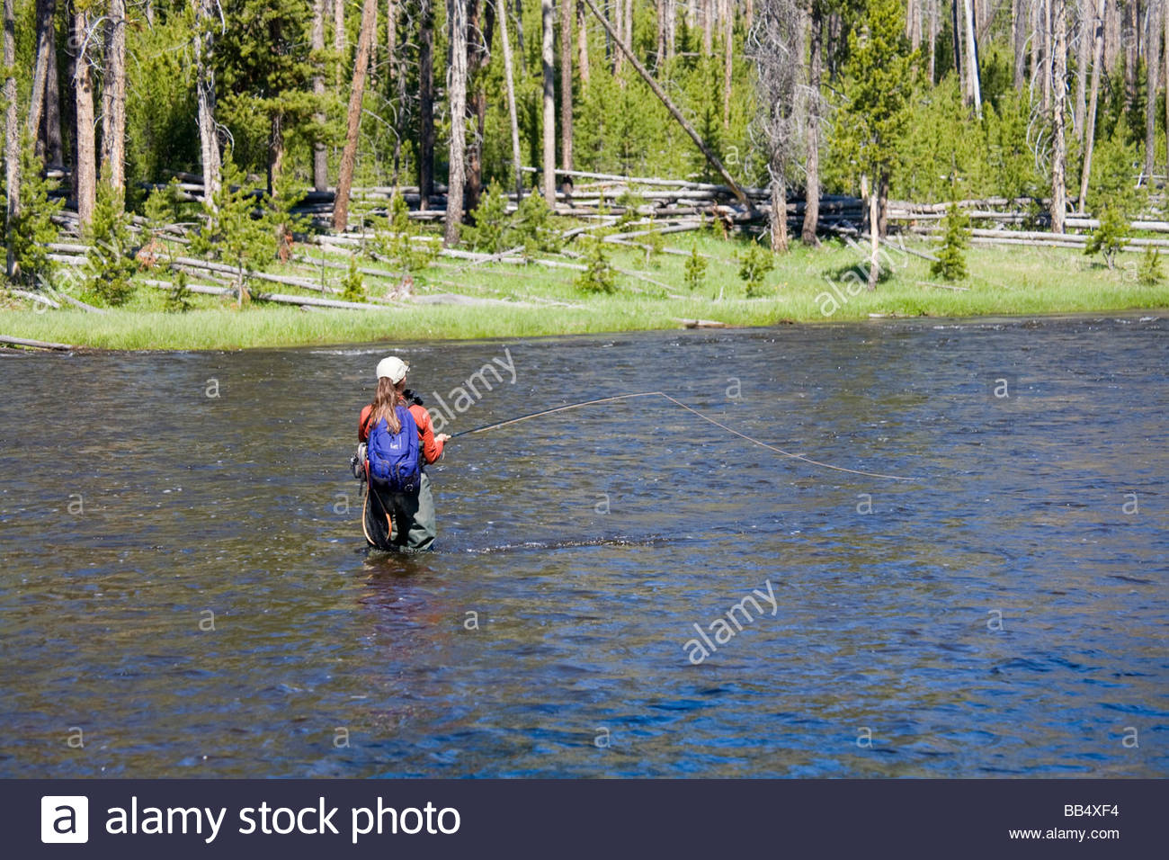 WY, Yellowstone National Park, Fly fishing, in the Firehole River Stock ...