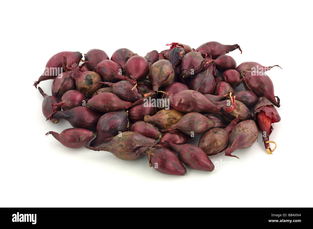 Dutch red onion bulbs Stock Photo - Alamy