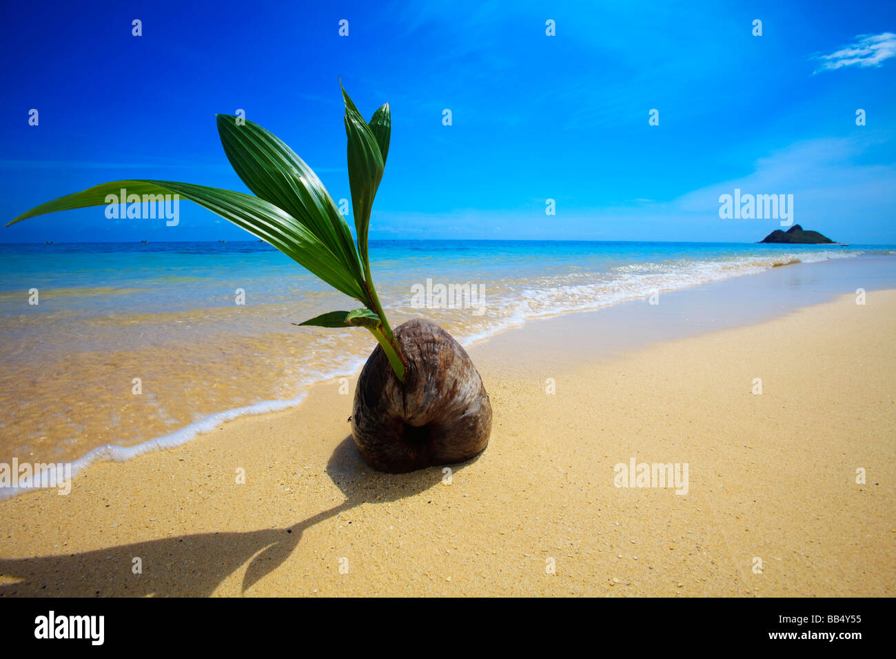 Coconut sprout hi-res stock photography and images - Alamy