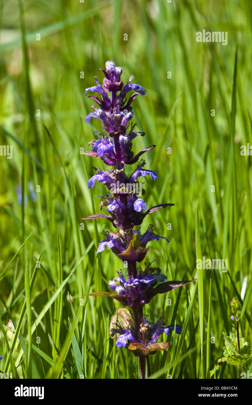 Bugle weed hi-res stock photography and images - Alamy