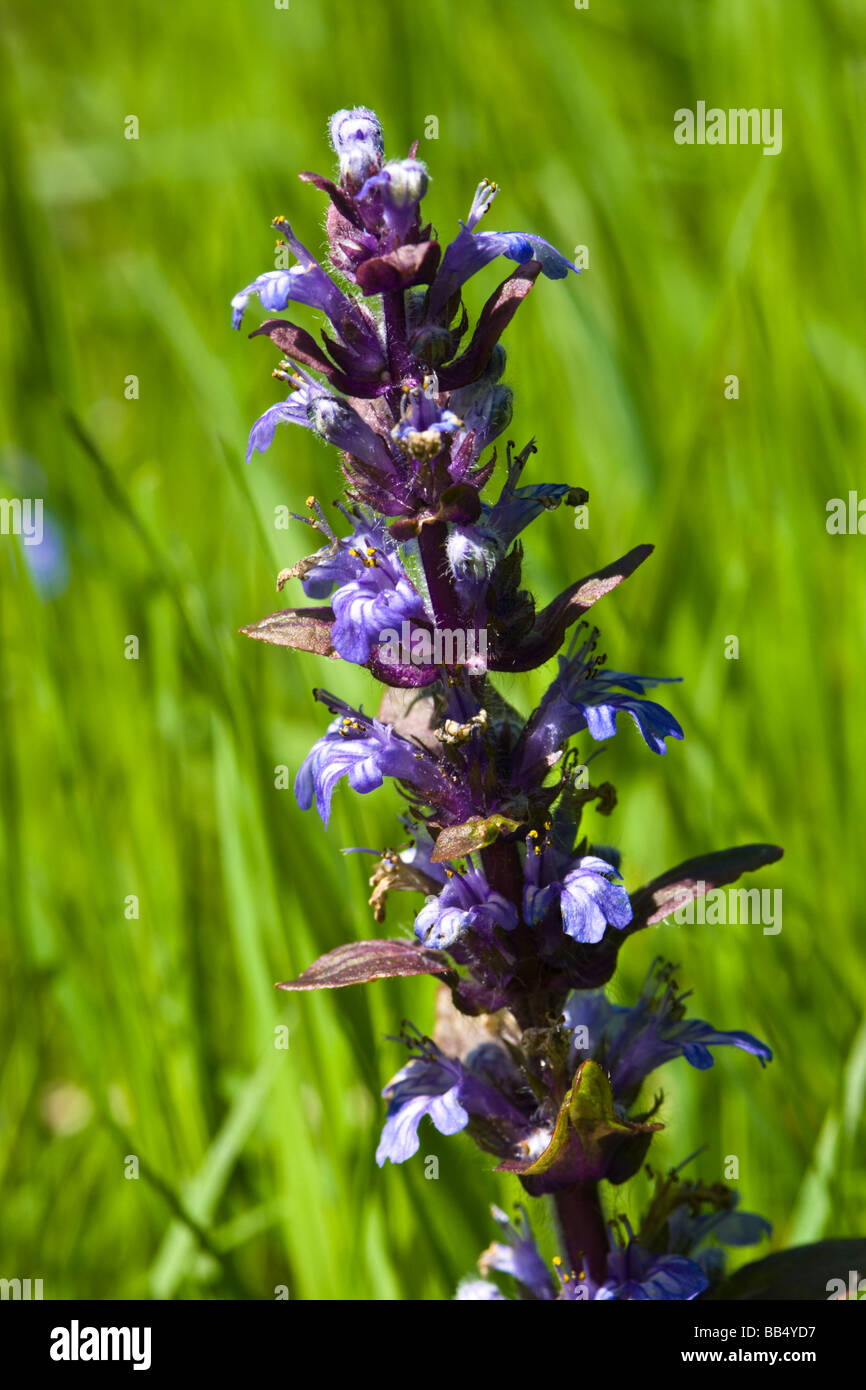 Bugle weed hi-res stock photography and images - Alamy