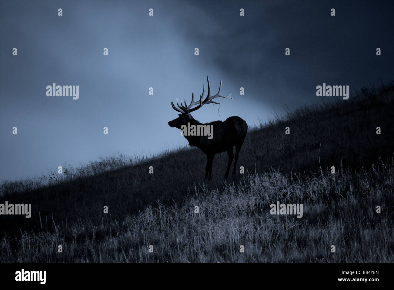 An elk hunt the elk hi-res stock photography and images - Alamy