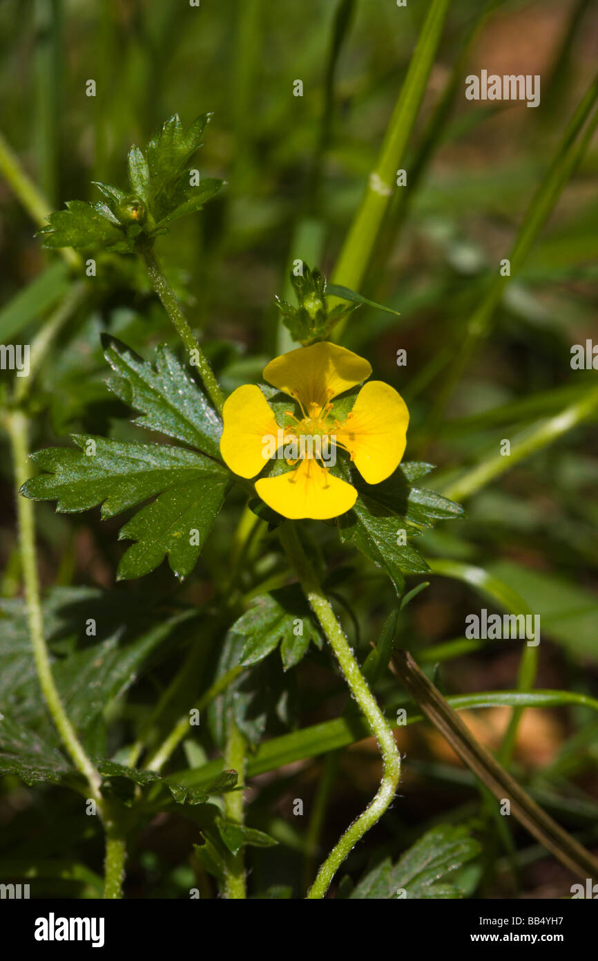 Yellow tormentil potentilla erecta hi-res stock photography and images ...