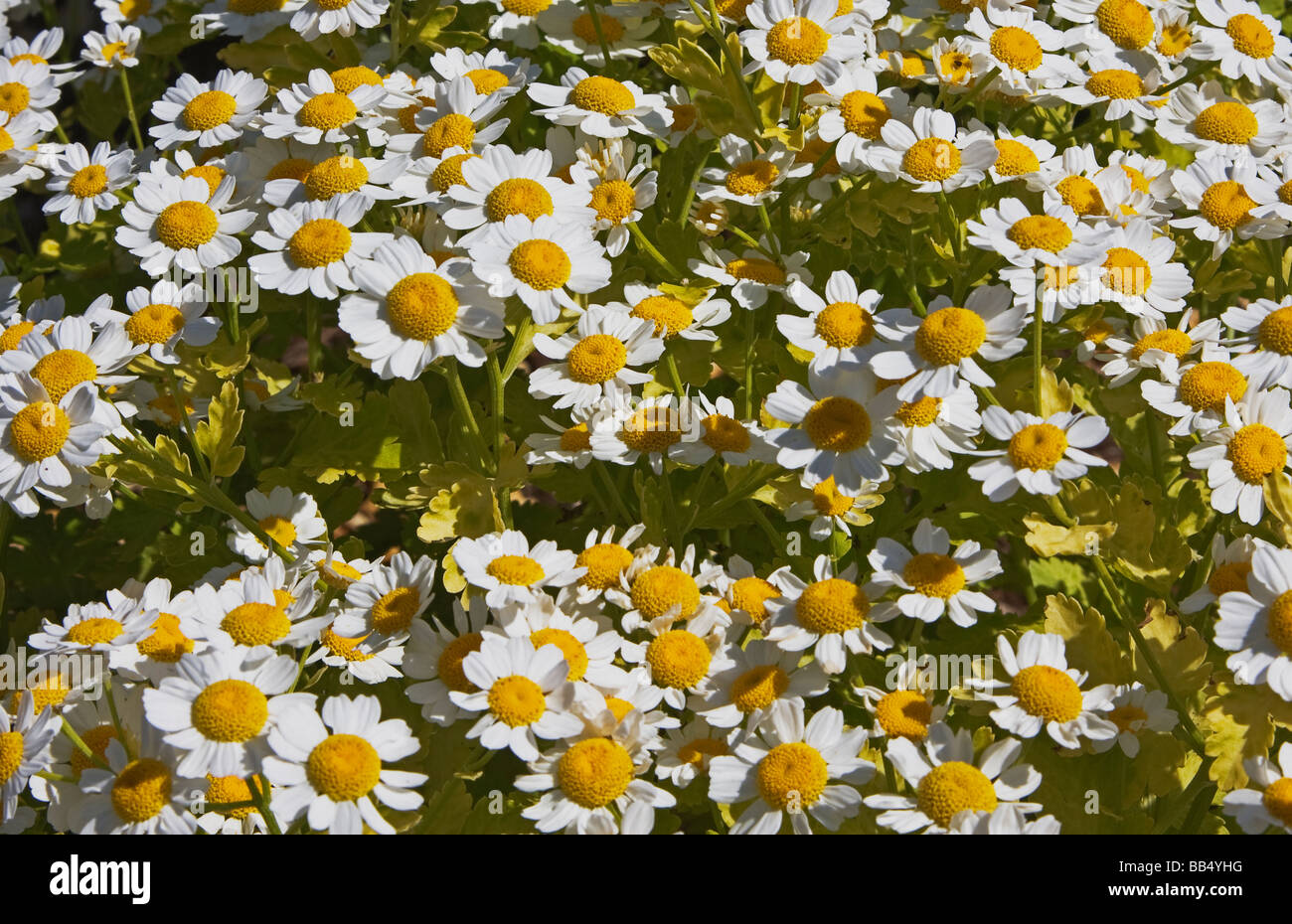 Feverfew beauty High Resolution Stock Photography and Images - Alamy