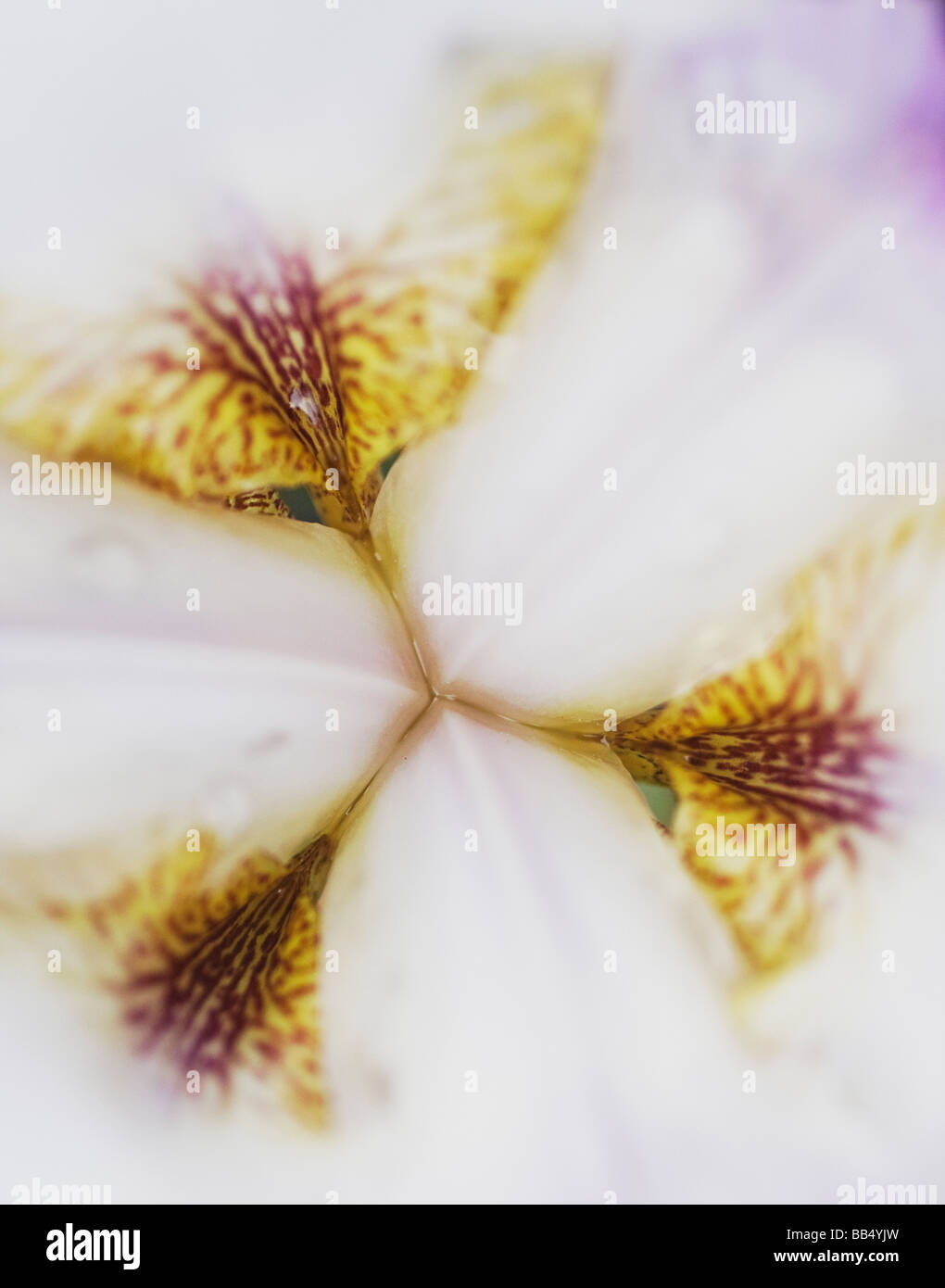 Iris life cycle hi-res stock photography and images - Alamy