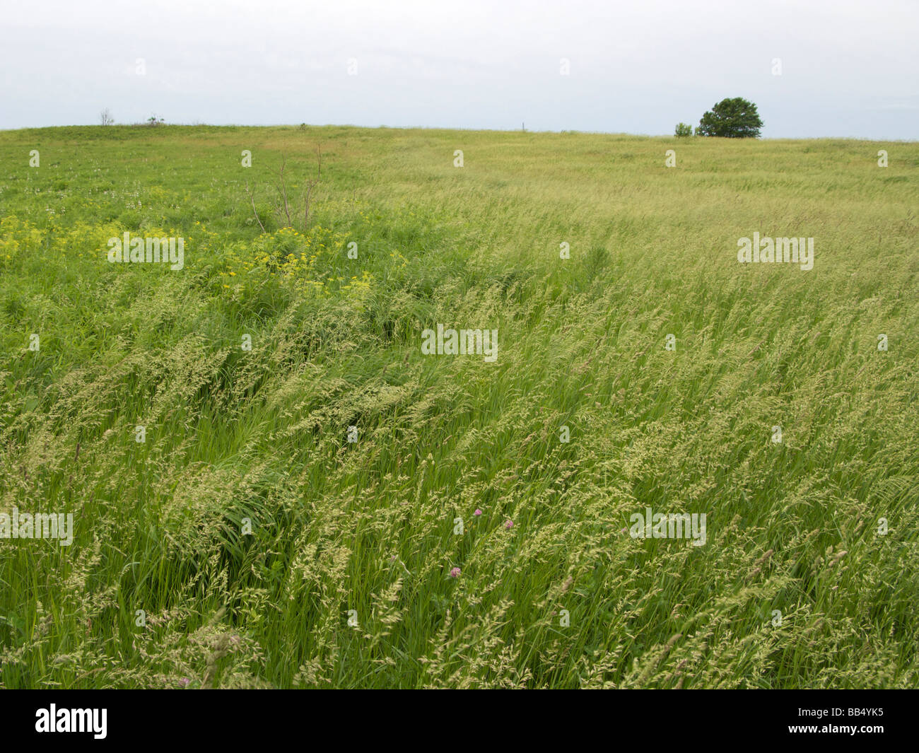 Grasslands Biome Plants