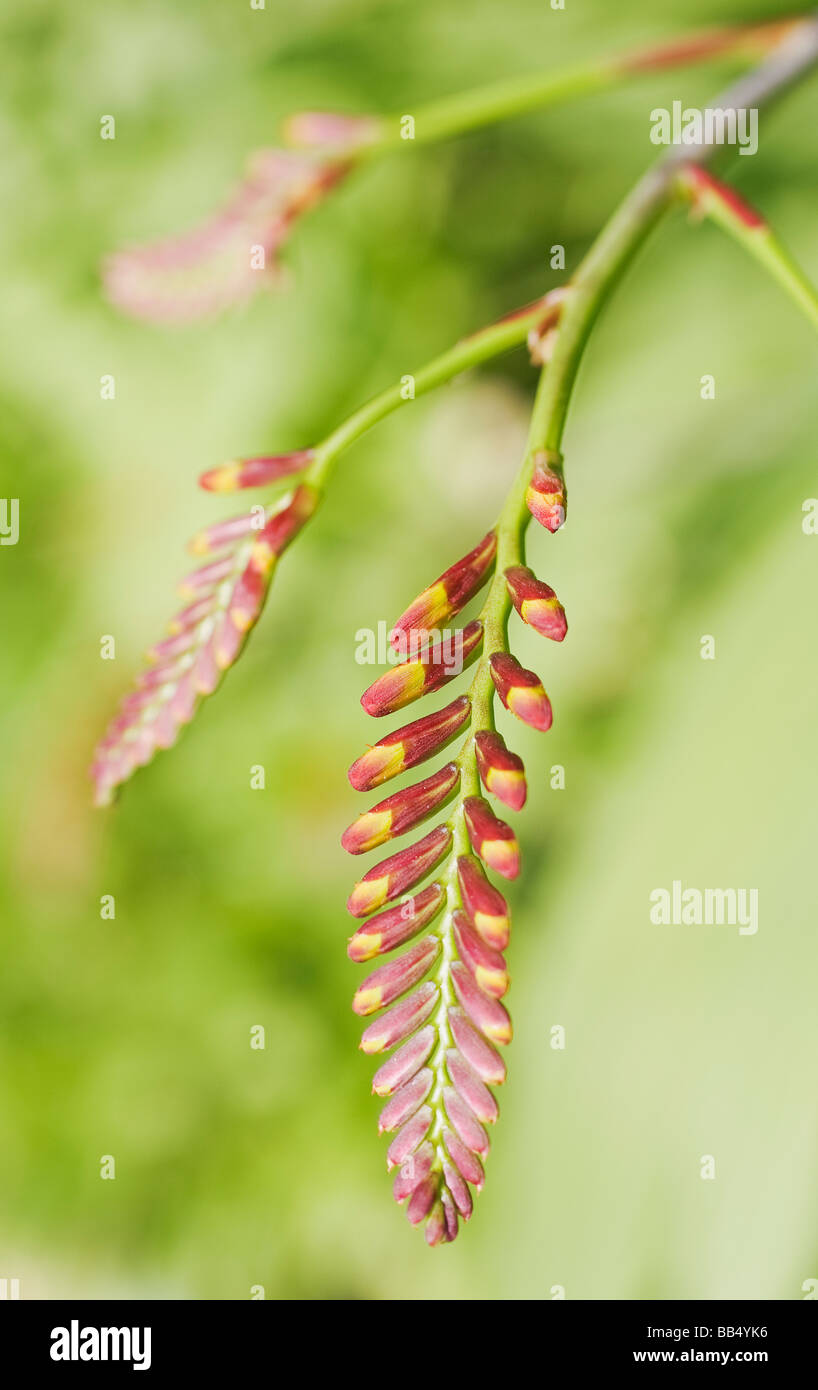 Crocosmia hi-res stock photography and images - Alamy