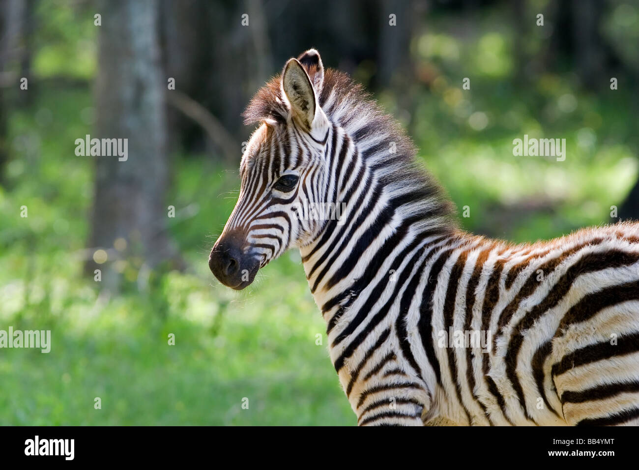 Zebra colt Equus burchellii Stock Photo - Alamy