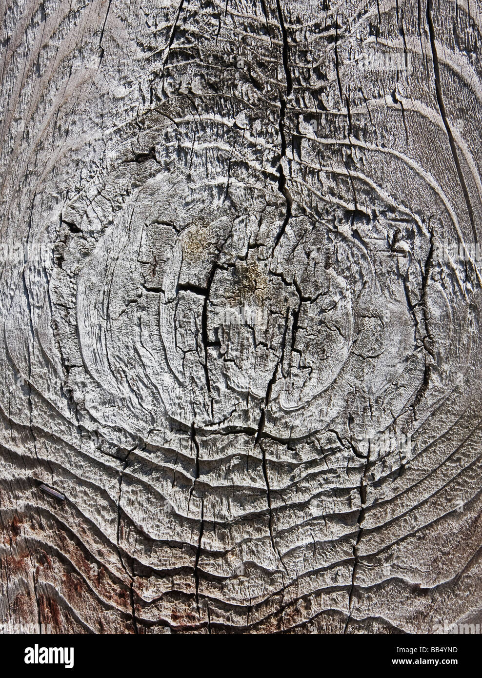 Telephone Pole Texture