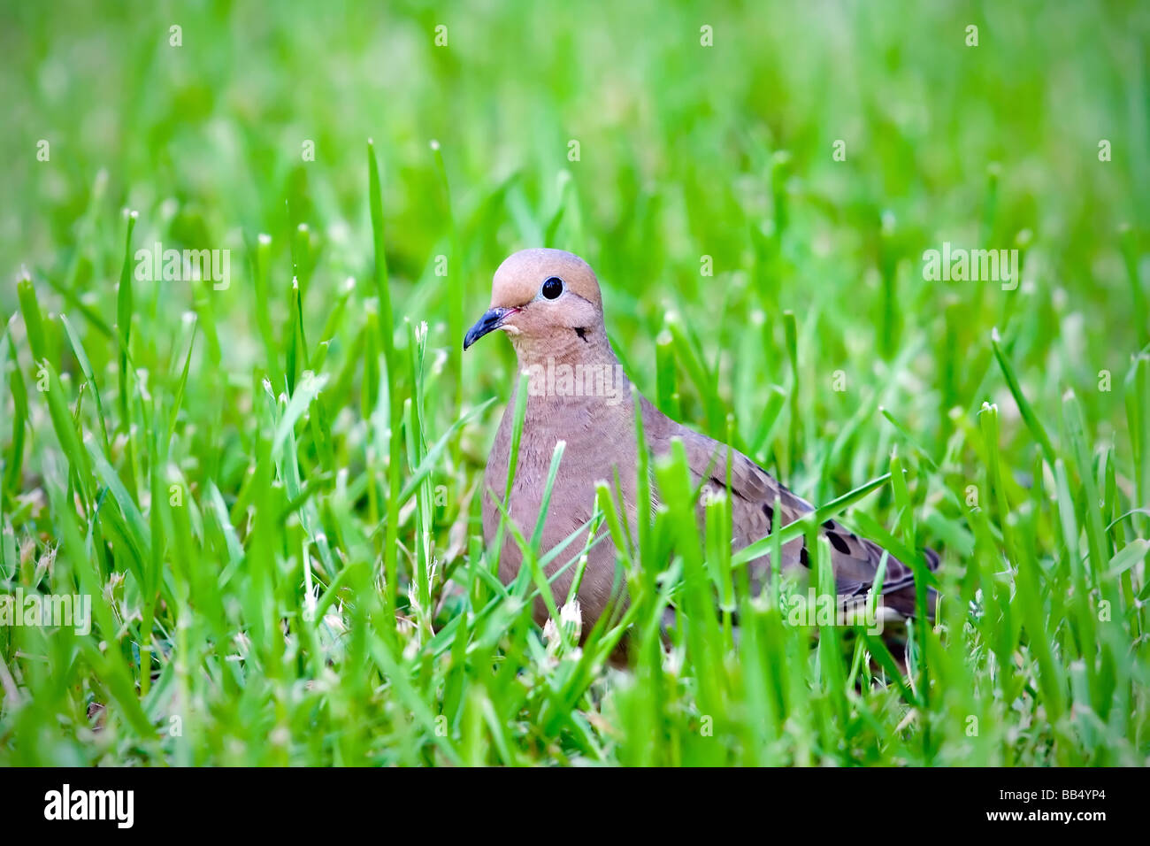 Mourning Dove Zenaida macroura Stock Photo - Alamy