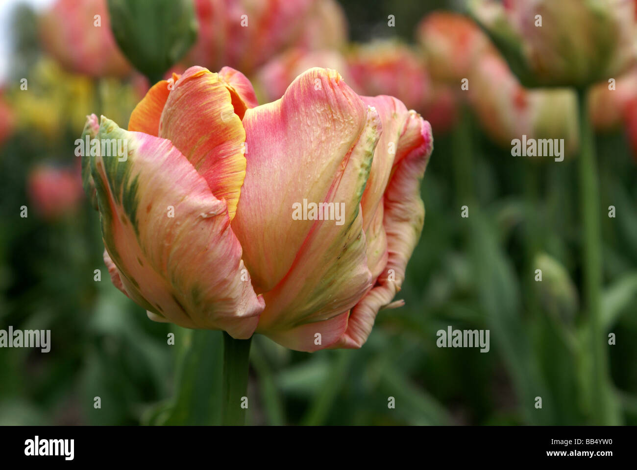 Subtle colored design hi-res stock photography and images - Alamy