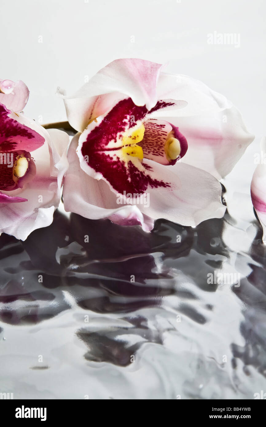 Floating orchids hi-res stock photography and images - Alamy