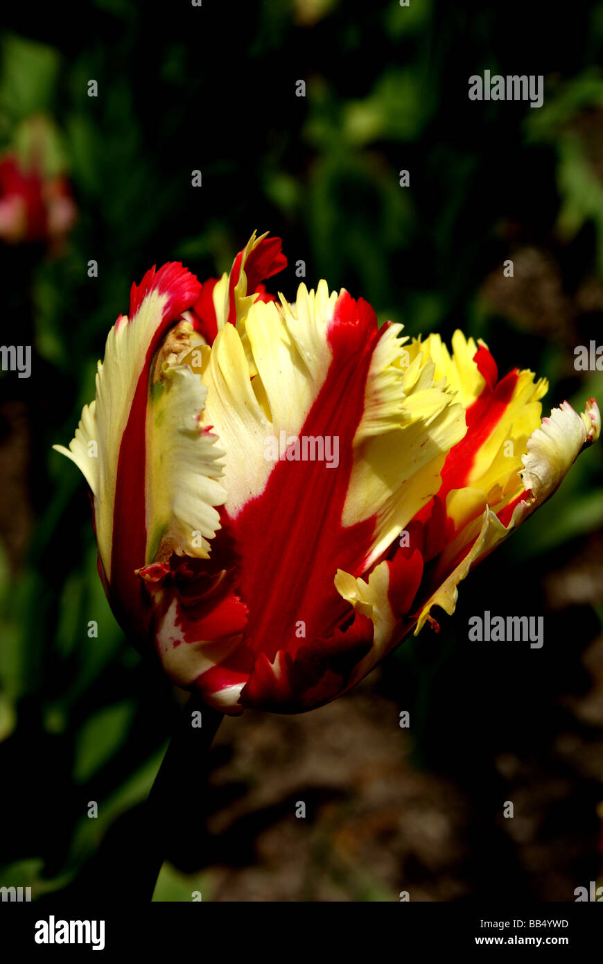 Eye catching flower design hi-res stock photography and images - Alamy