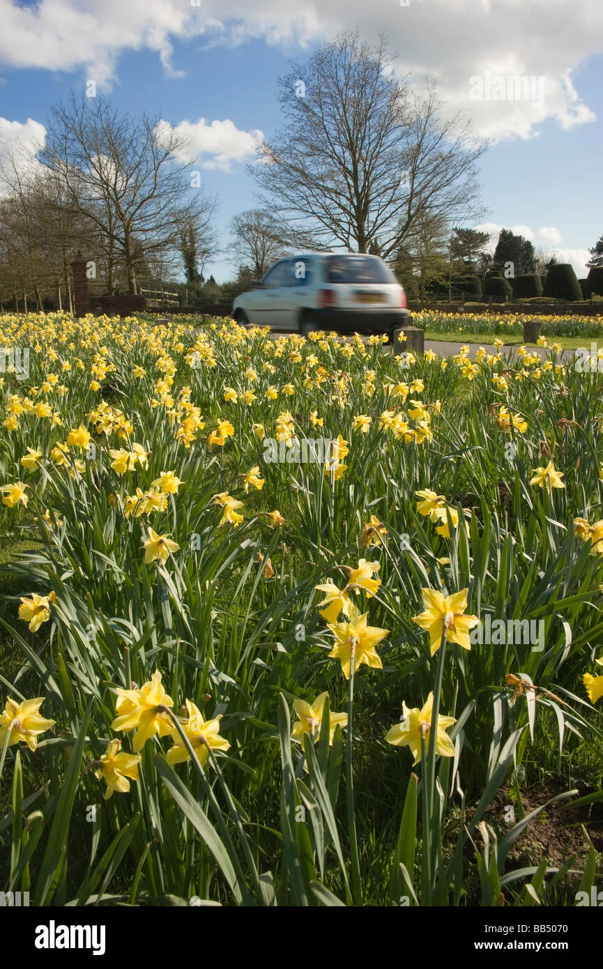 Yellow daffodil wild flowers growing wild in the countryside Stock ...
