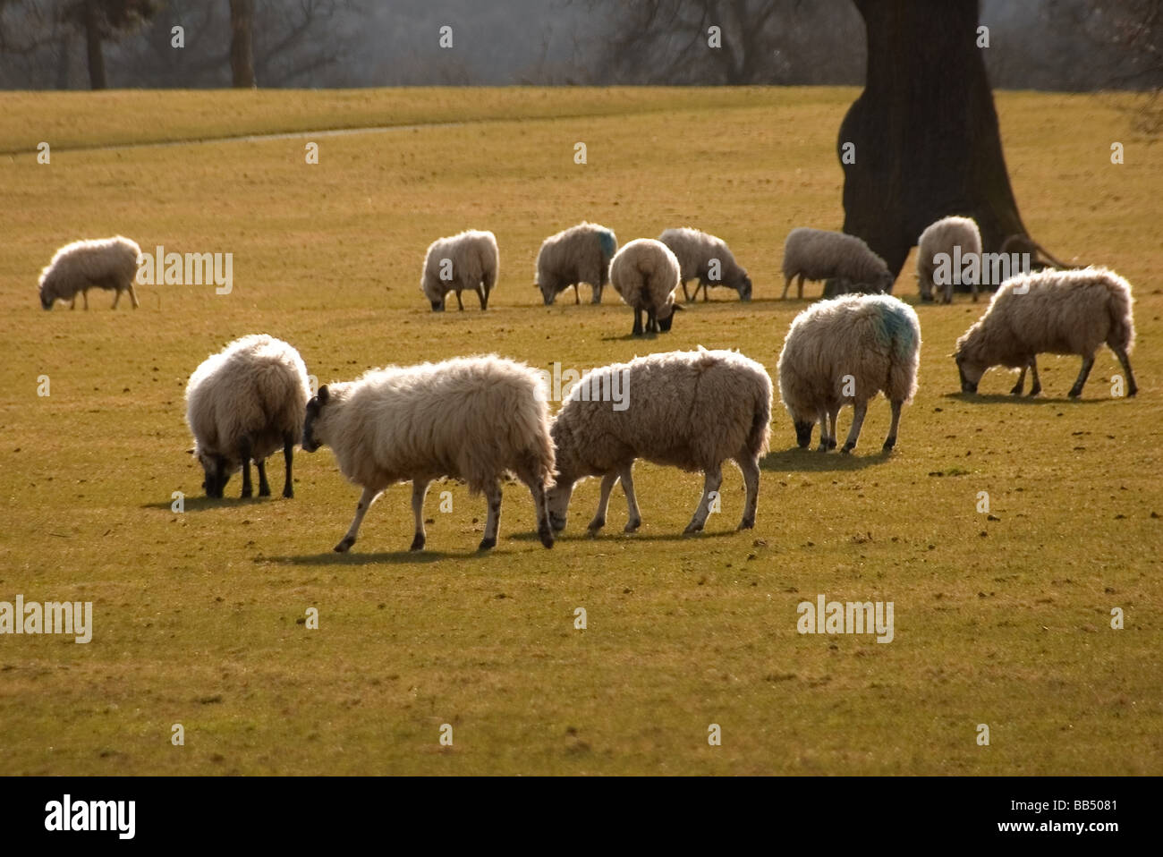 sheep animal farm farming agriculture wool livestock animal Stock Photo ...