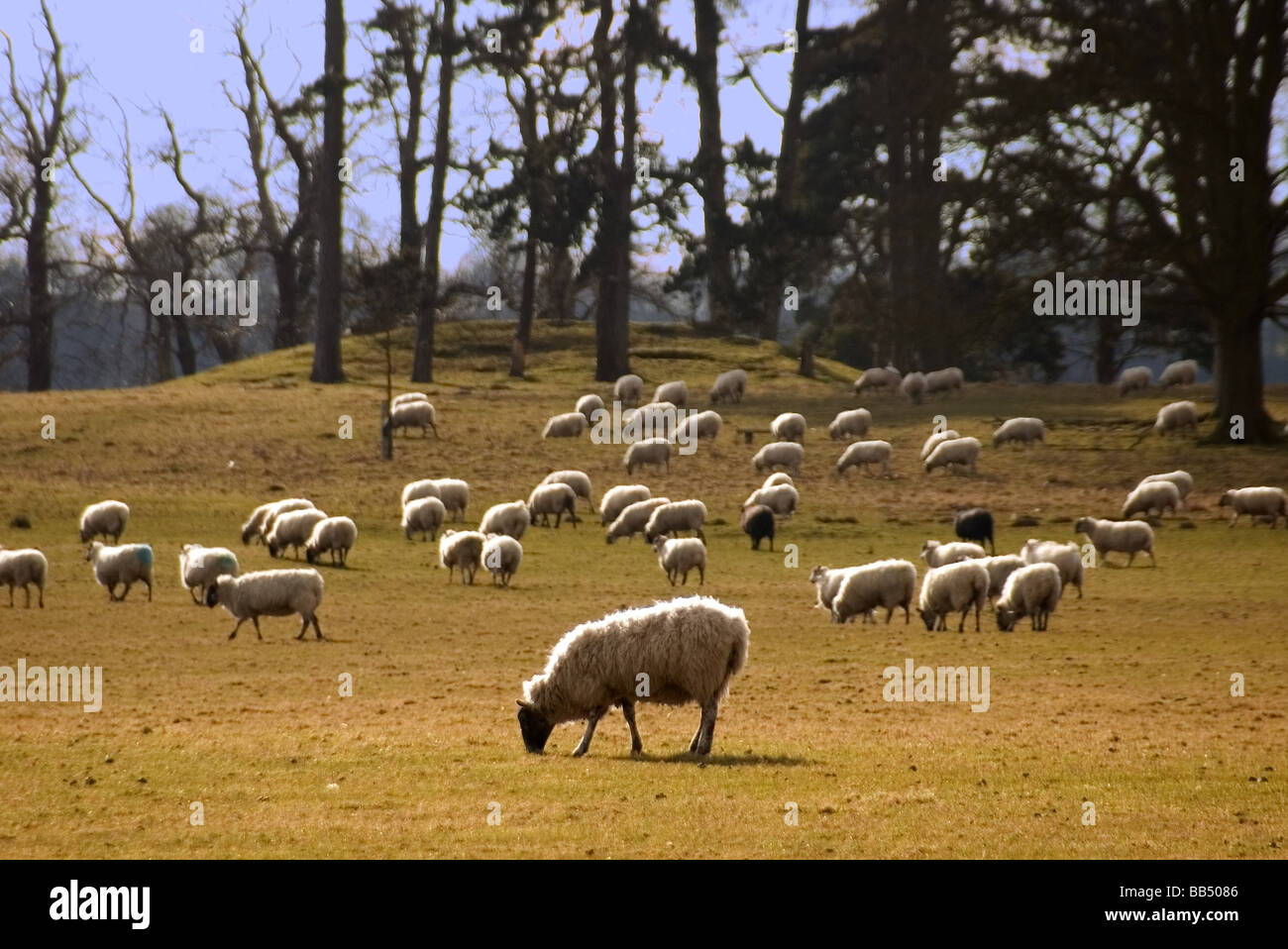 sheep animal farm farming agriculture wool livestock animal Stock Photo ...